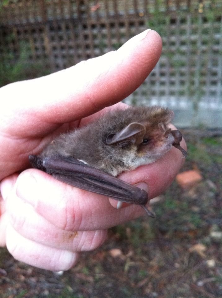 A Batty Visitor - The Wombat Post