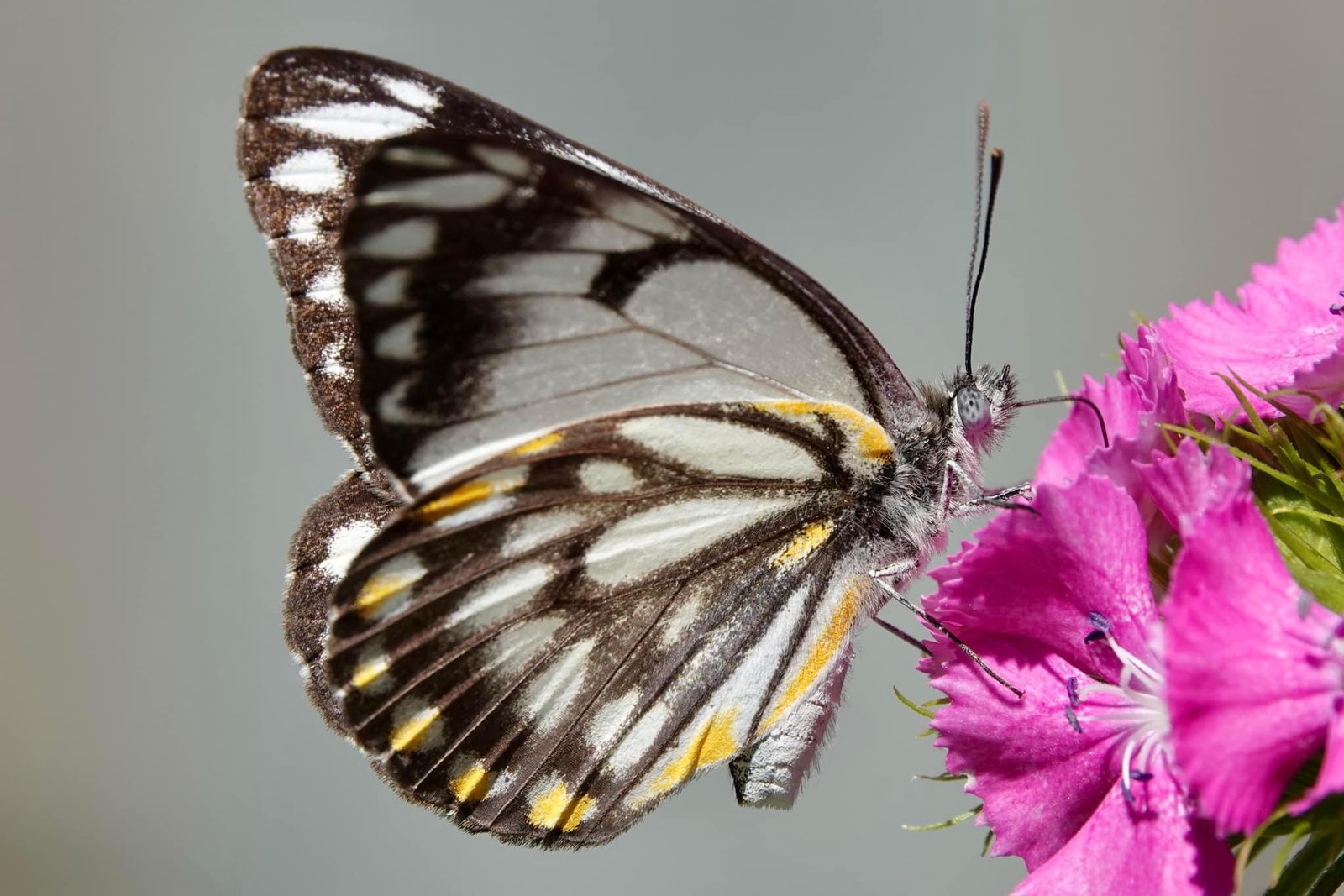 Nature Diary: An Explosion of Caper White Butterflies - The Wombat Post